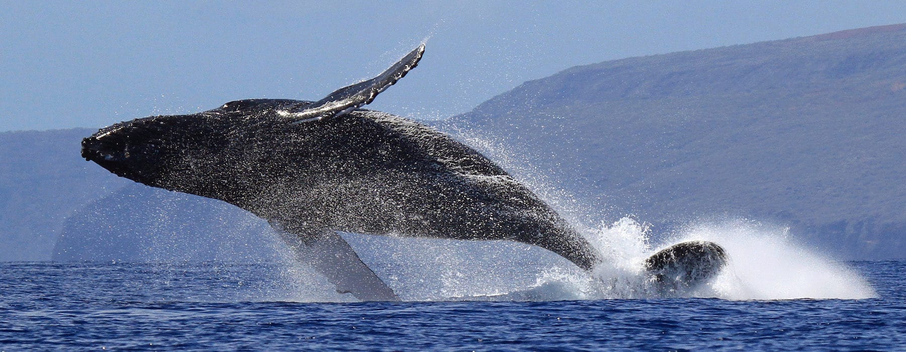 Activity Big Island - AA Oceanfront